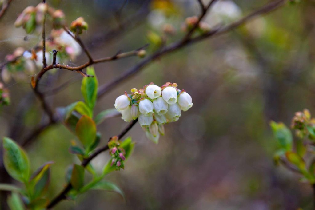 森の恵み – KONON cafe & stay