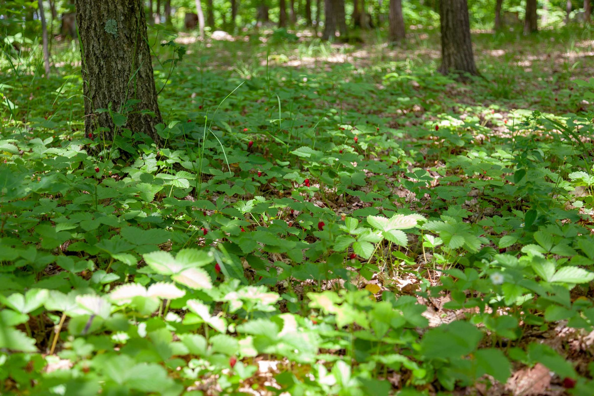 森の響 – KONON cafe & stay