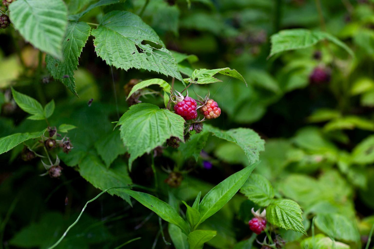 ラズベリー – KONON cafe & stay