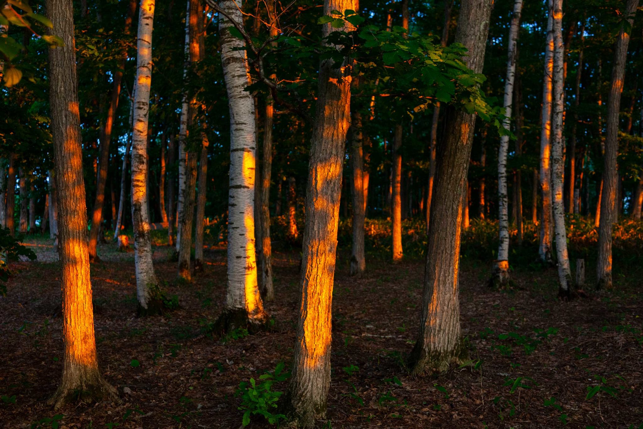 森の響 – KONON cafe & stay