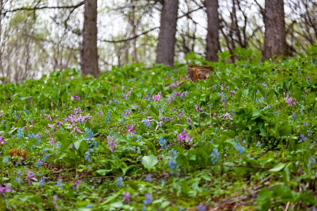 春の森 – KONON cafe & stay